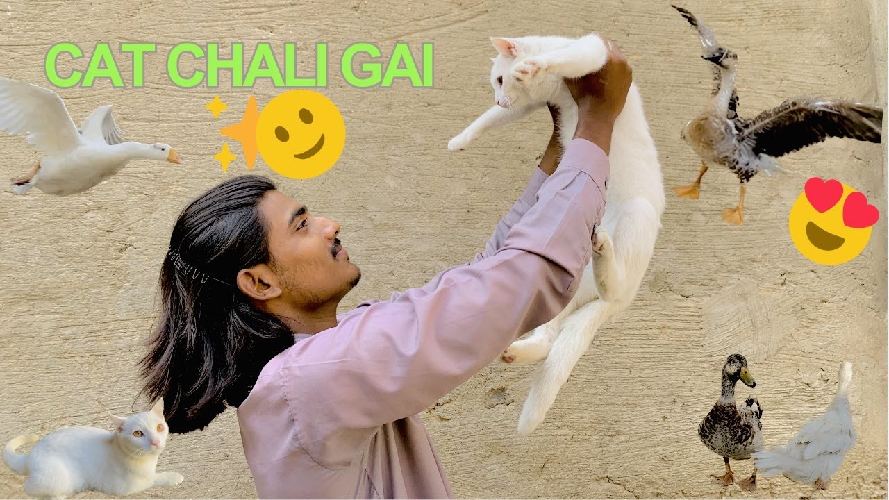 Hum cat wapis kr rahy hn 😓 | sad 😥 |pet collection - YouTube