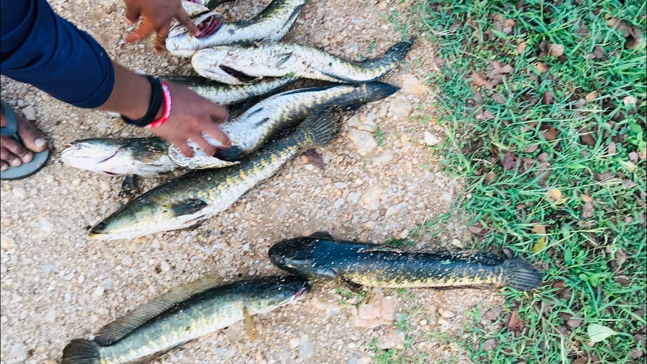Snake head Fishing in Sri Lanka 🇱🇰🎣🐟🐠 #fishing #video - YouTube
