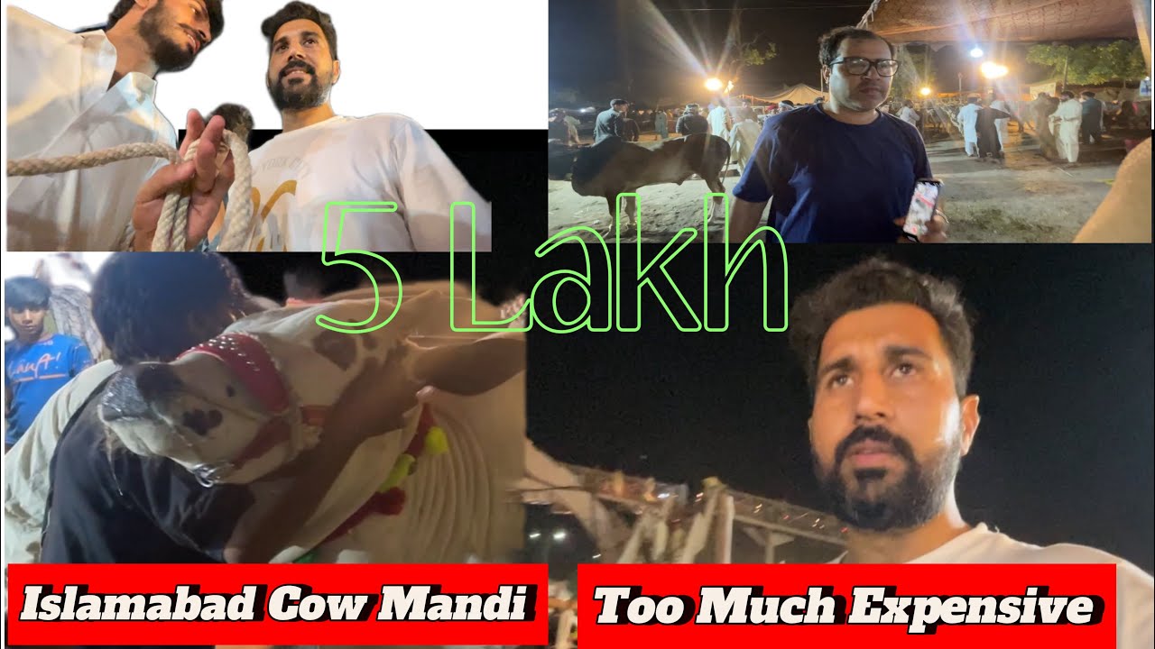 Islamabad Ma Mandi k Rates Bht High hain | Qurani Cattle Market in ...