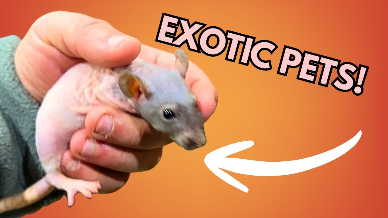 Snakes, Owls, Puppies?! Exploring the WILDEST Exotic Pet Show Yet - YouTube