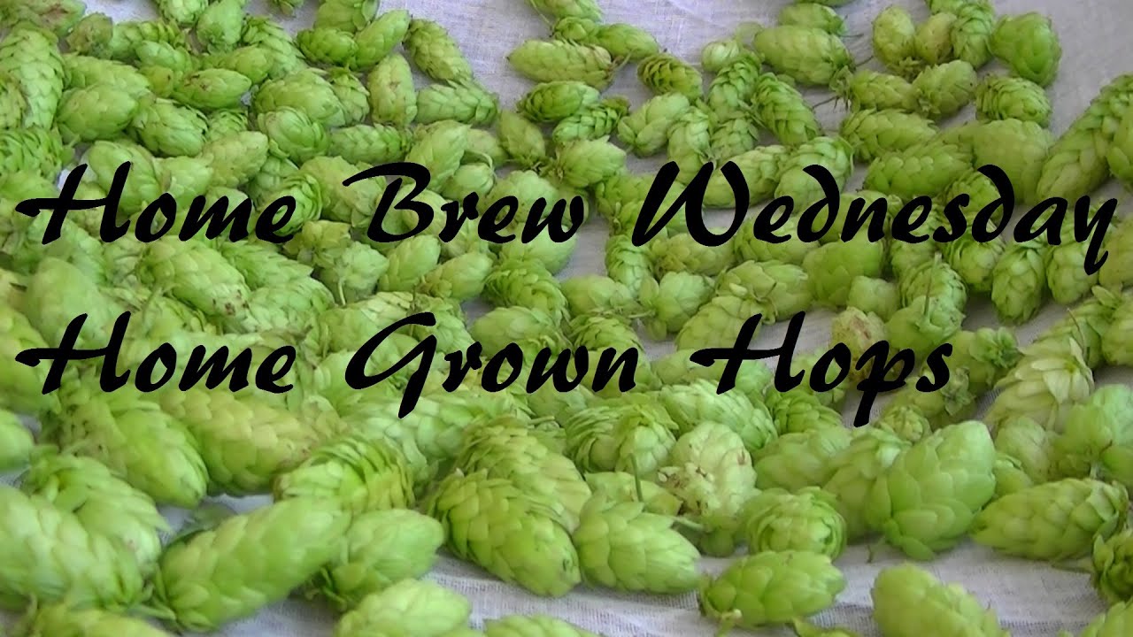 Home Brew Wednesday. Home Grown Fuggles Hops added to a beer kit ...