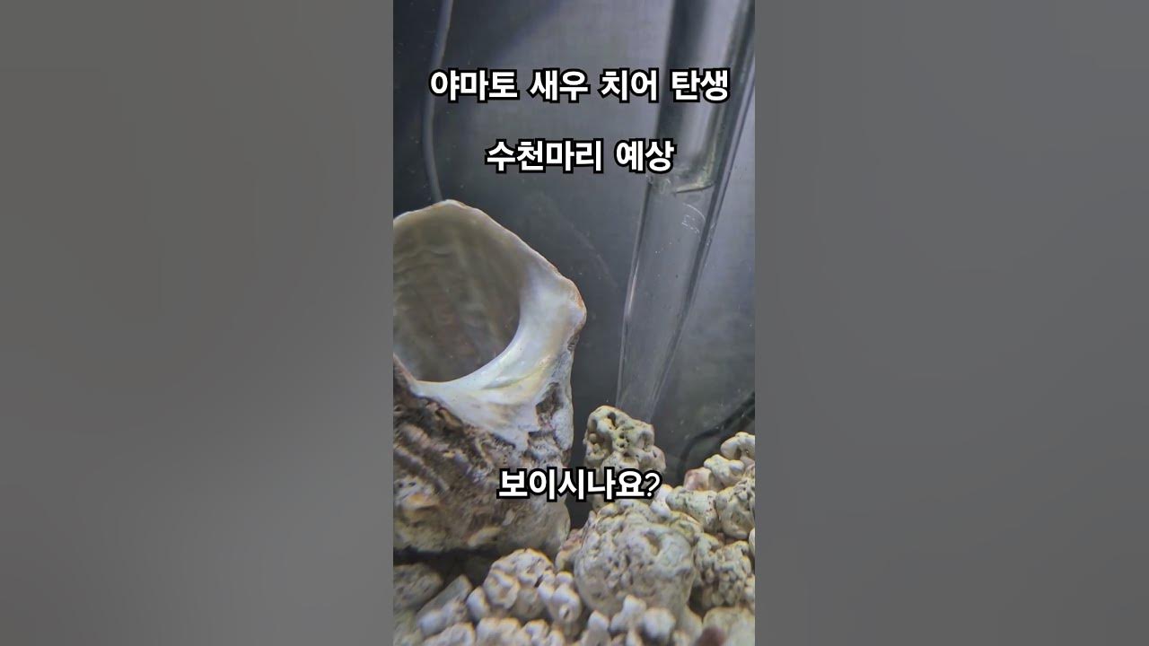 야마토 새우 치어탄생 수천마리 새끼들 Youtube