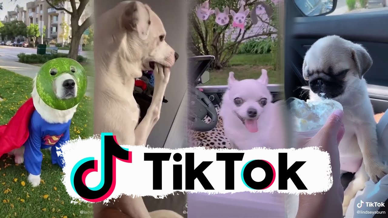 Funniest Dogs of TikTok ~ Try not to Laugh ~ Cutest Puppies ~Doggos TikTok Compilation ! #4 ...