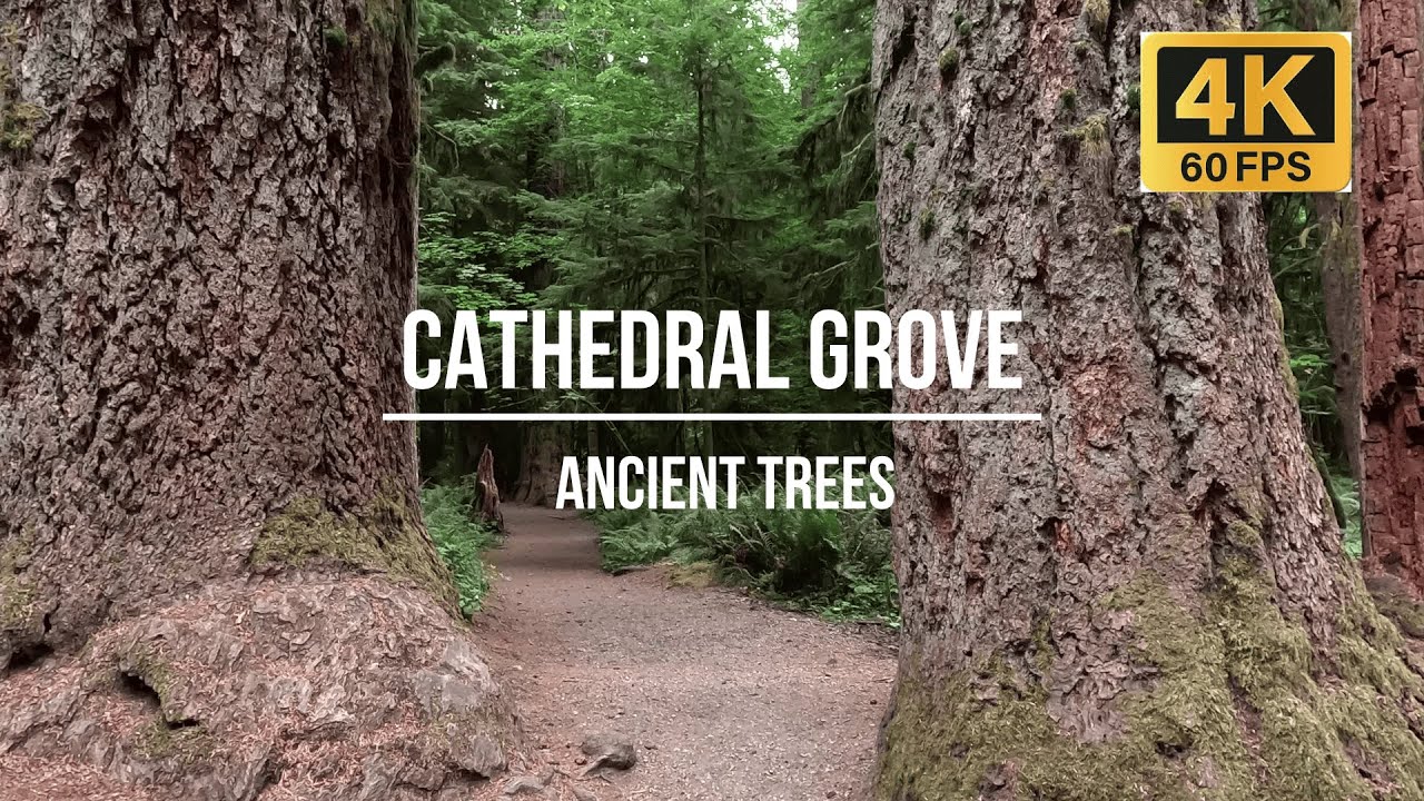 Cathedral Grove Walk – Ancient Giants of Vancouver Island (MacMillan ...