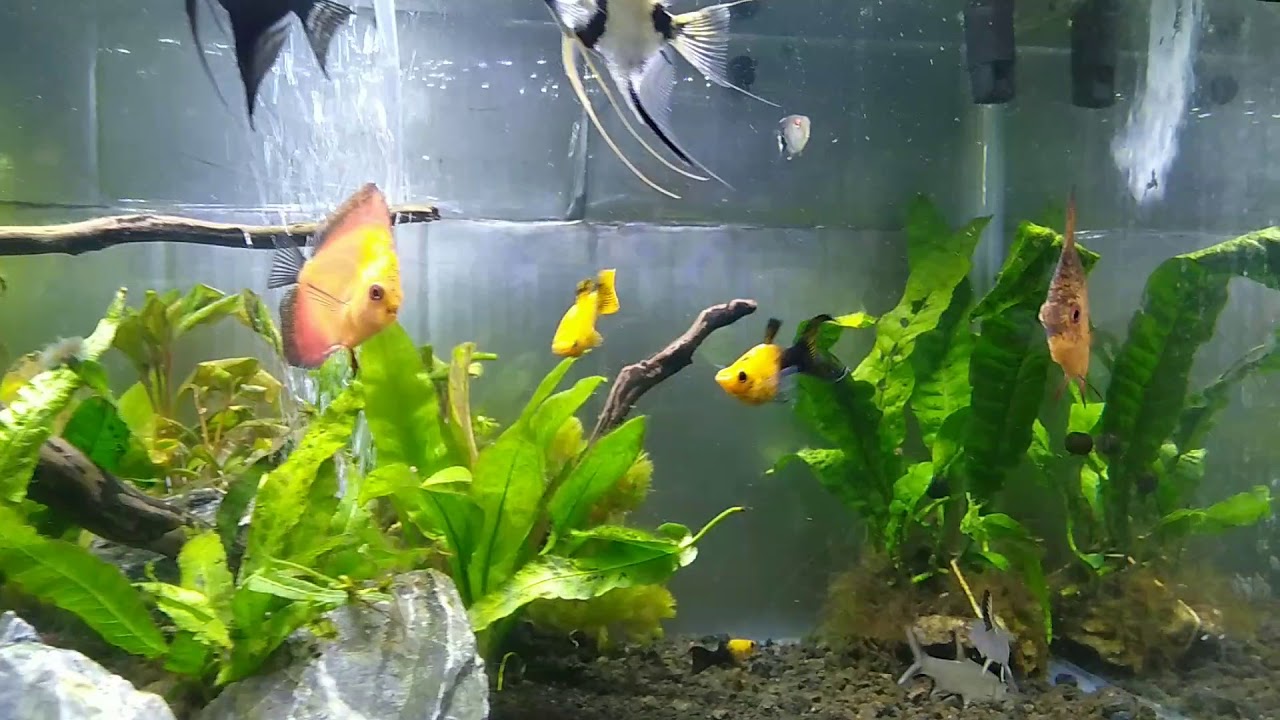 AQUASCAPE UNTUK DISCUS - YouTube