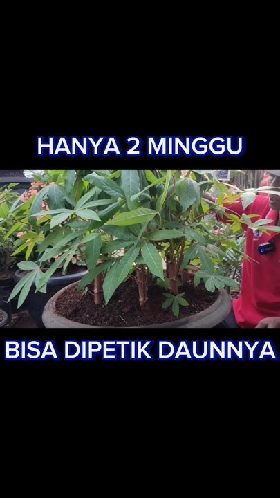 CARA TANAM BATANG SINGKONG DI POT UNTUK DI PANEN DAUNNYA! !! PART 2 - YouTube