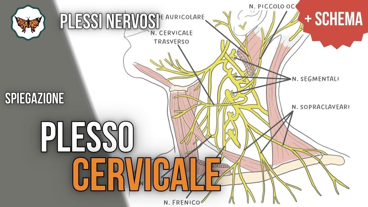 Plesso cervicale | Anatomia e Innervazione - YouTube