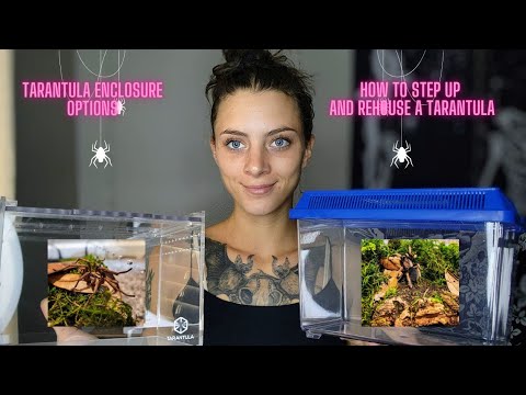 Tarantula Enclosure Options... How to set up and rehouse a tarantula ...