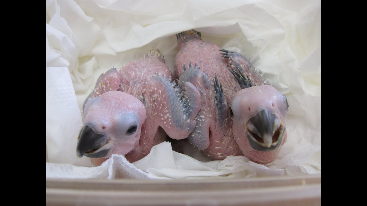 2-3 week old Baby Jenday Conures -- Rainbow Parrots Aviary - YouTube