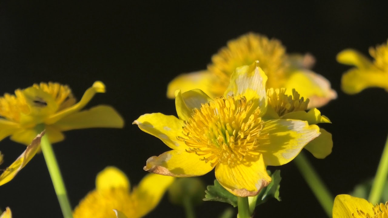 Flower Background Video Effects HD : Macro Flower Blossom Bloom Large ...