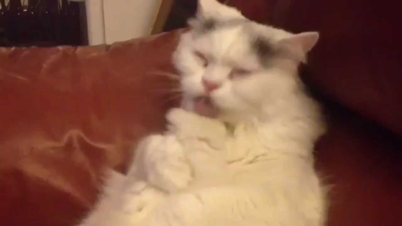 Intense excessive cat self grooming - YouTube