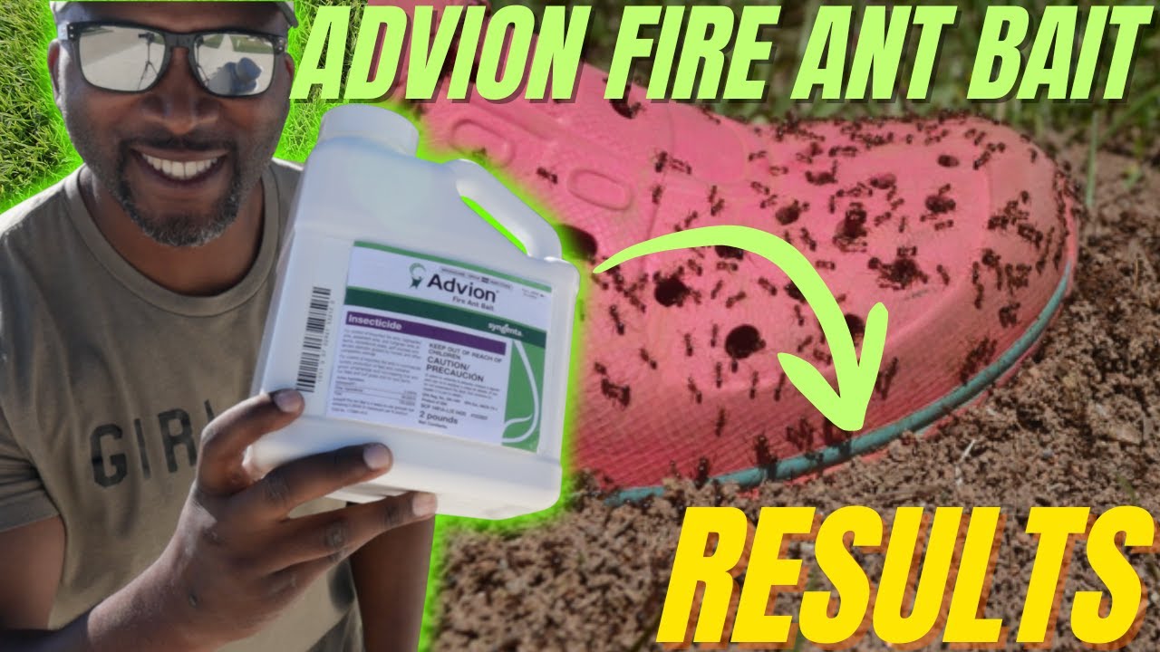 Best Fire Ant Killer for Lawns | How to use Advion Fire Ant Bait Like a ...