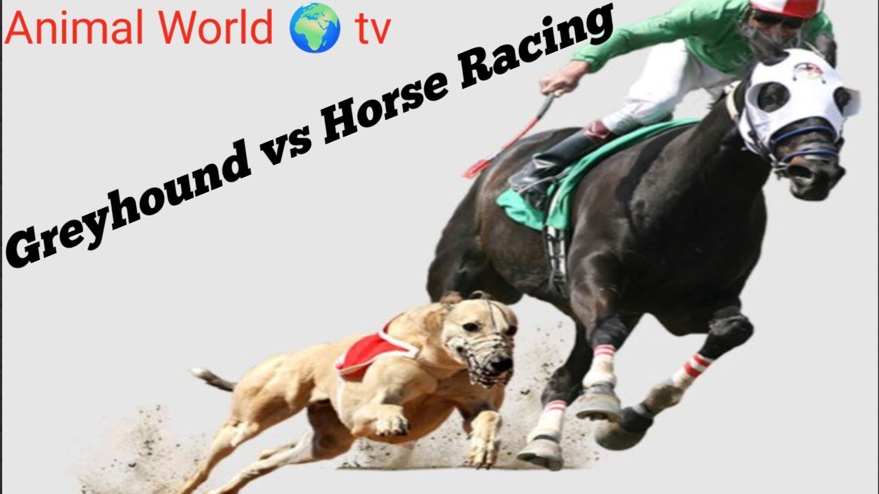 Greyhound vs Horse Racing #animalworldtv - YouTube