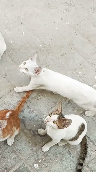 Hungry Stray Cats Waiting for Food Part 5 | Cat clips | #shorts - YouTube