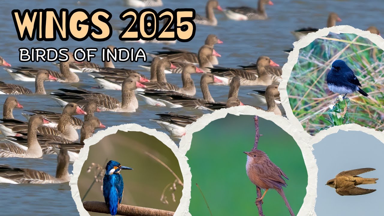 Wings Birds of India 2025 | Bird race of Gujarat | Wings 2025 - YouTube