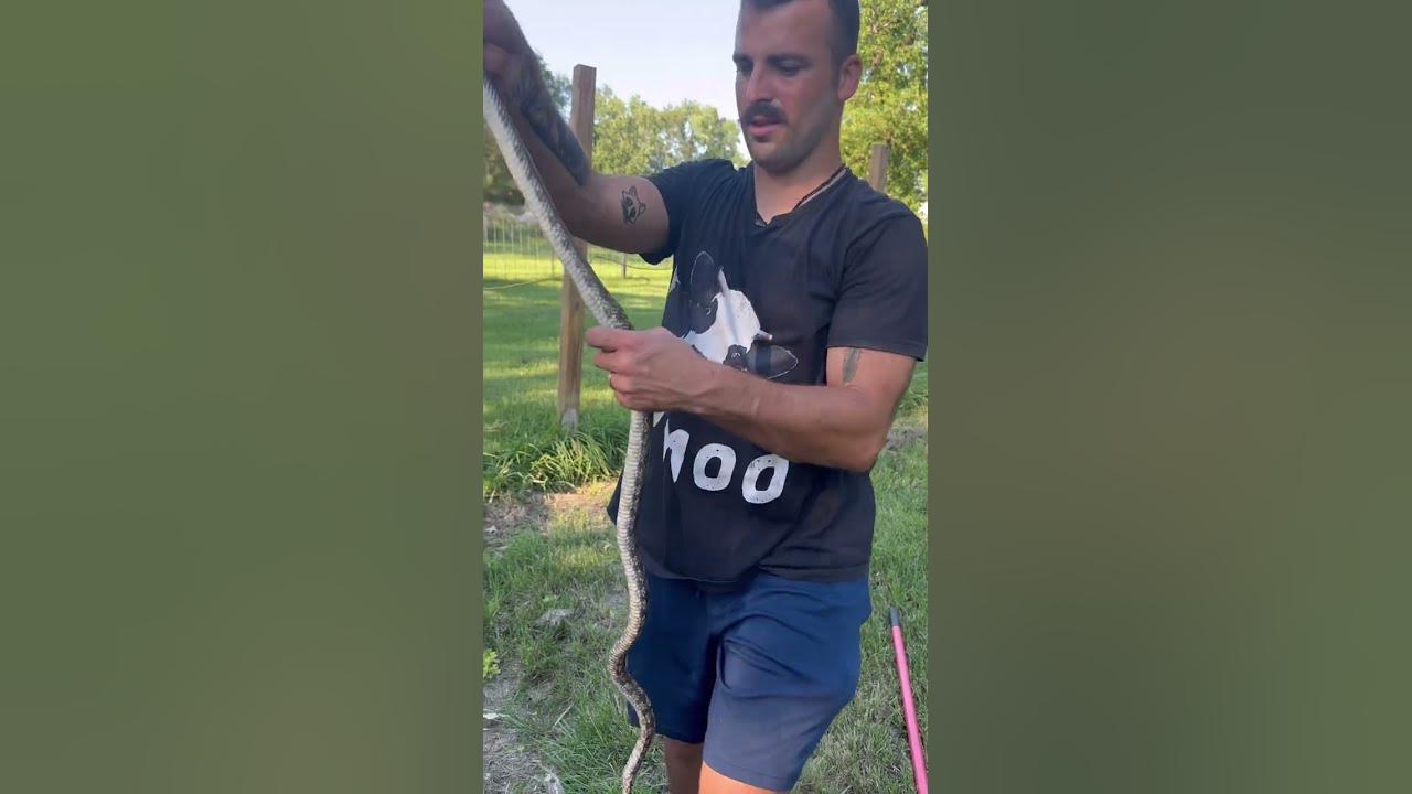 Snakes and ice cream - YouTube