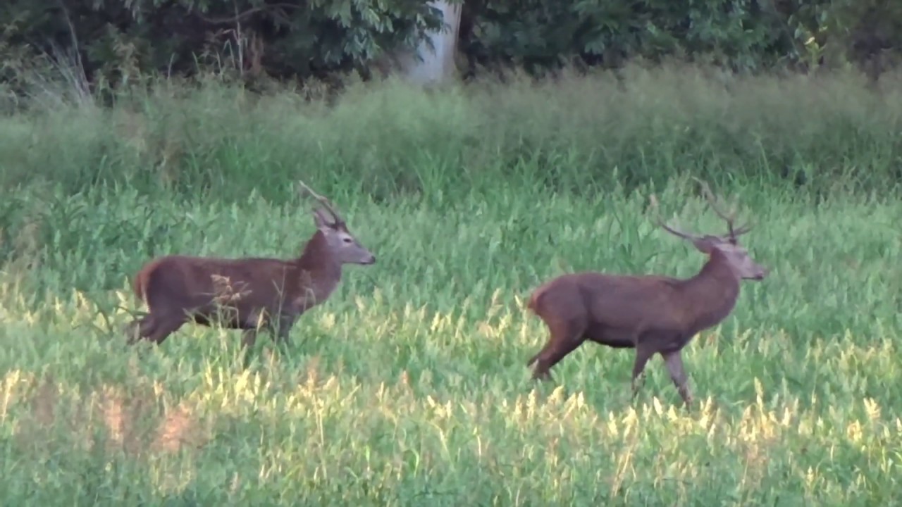 Queensland Red Deer Rut 2019 - YouTube