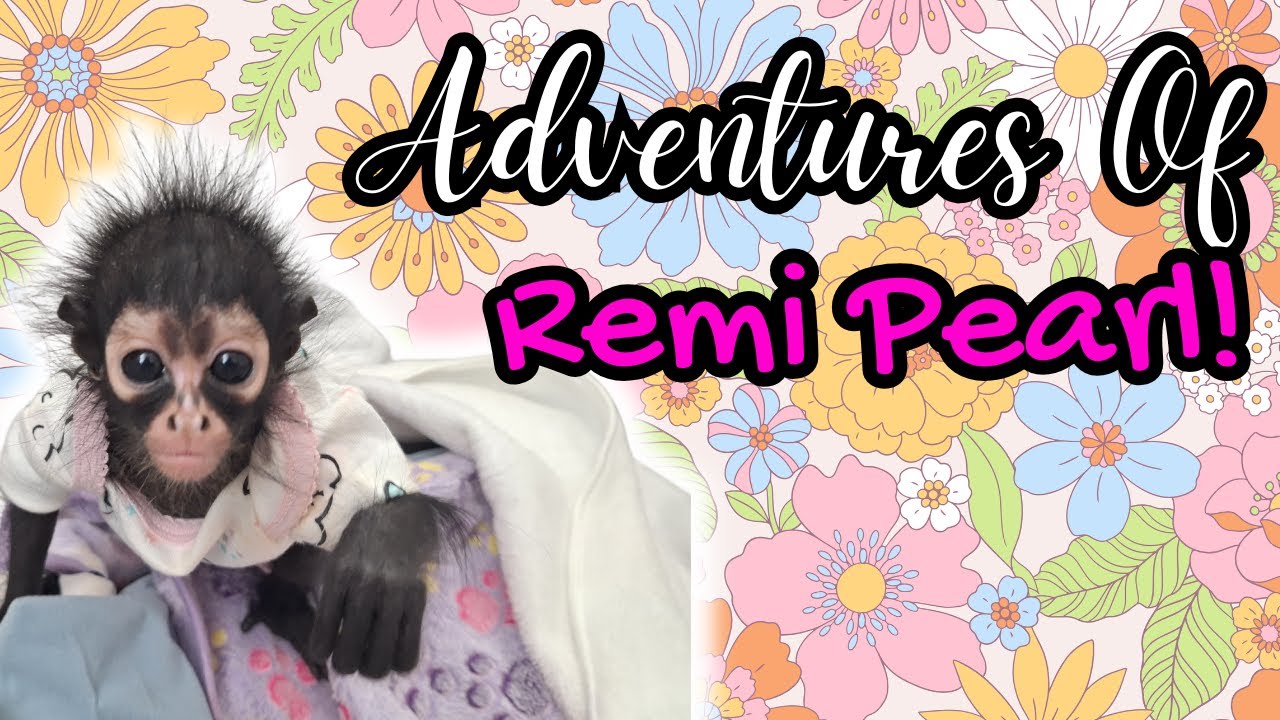 Remi Pearl The Spider Monkey Play Time! #Monkey #Pets #Animals - YouTube