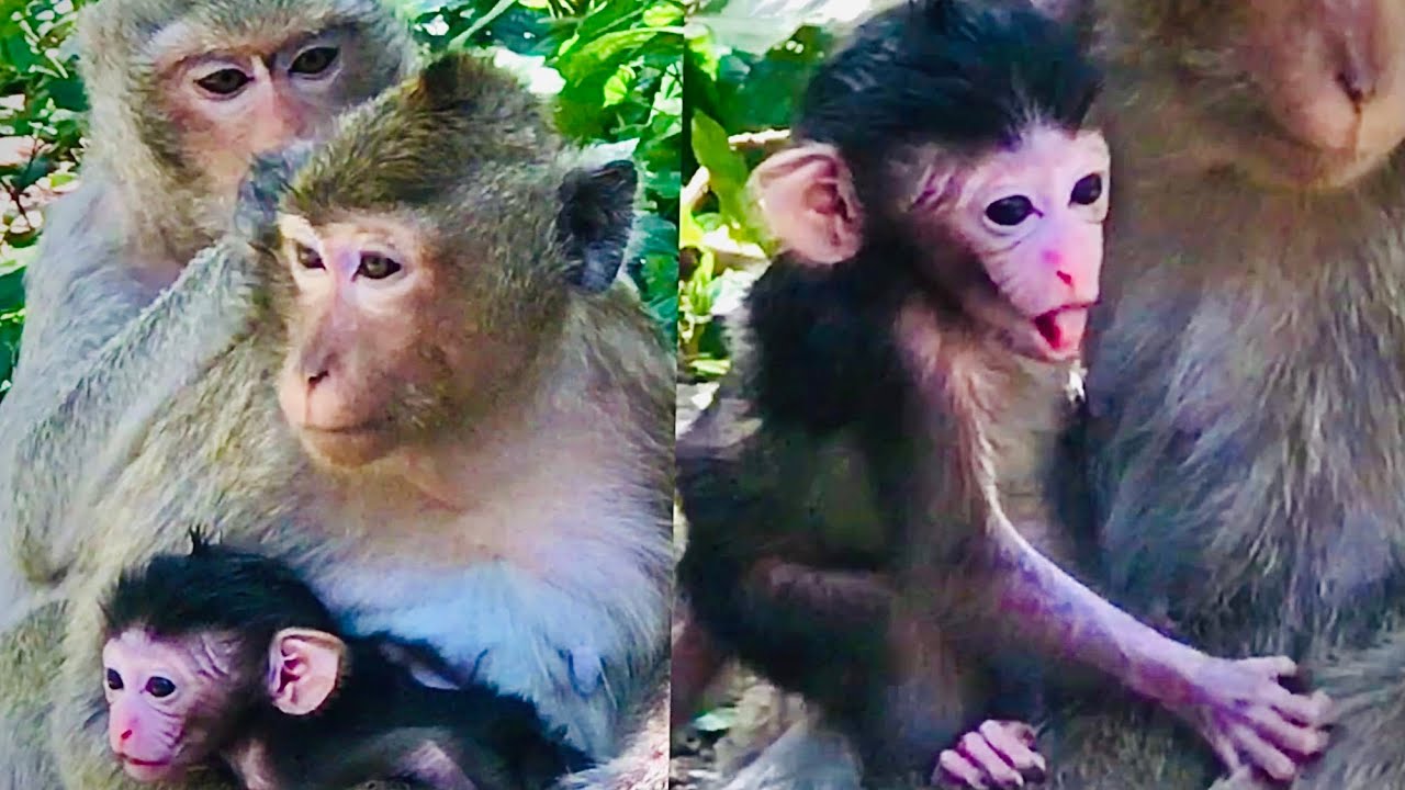 Baby Vasco is so happy in Mom Violet’s WARM ARMS 💕 - YouTube
