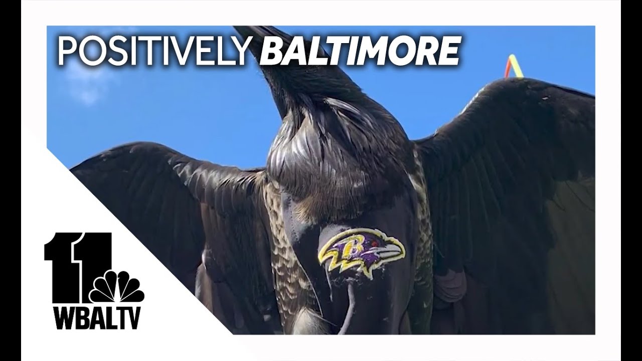 Rise & Conquer: Everything to know about the Ravens birds | Positively ...