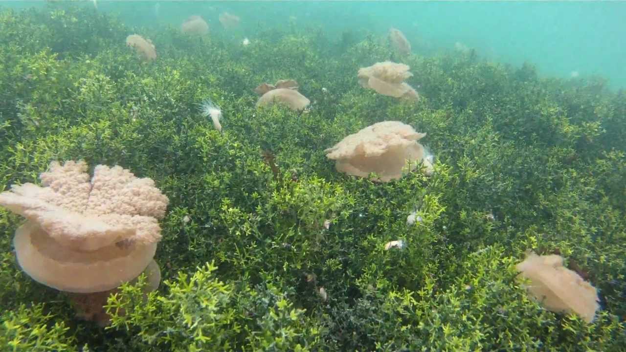 Kakaban Island's Jellyfish Lake - YouTube