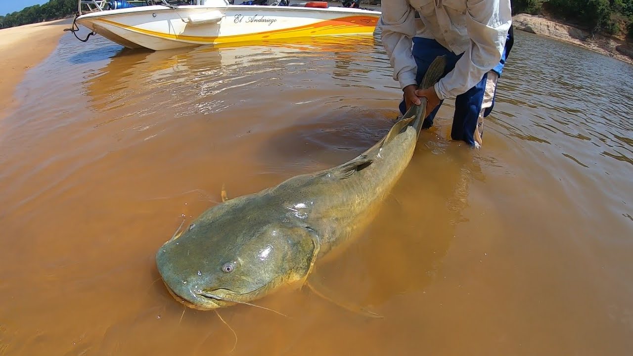 pesca de BAGRE AMARILLO GIGANTE en COLOMBIA río Manacacias - YouTube