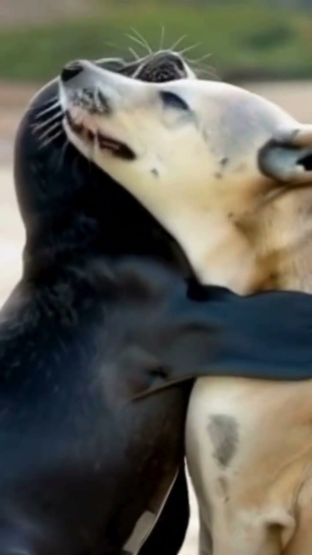 Baby seal hugging a dog! - YouTube