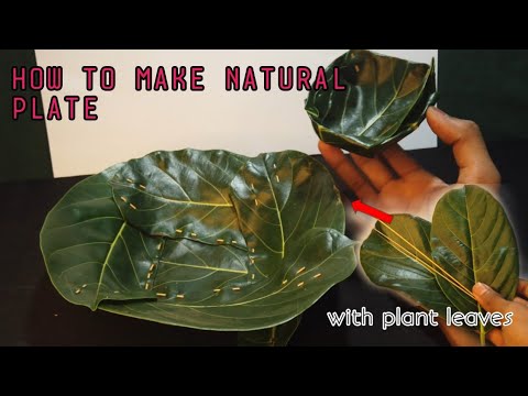 How To Make Eco-Friendly Plates From Leaves - YouTube