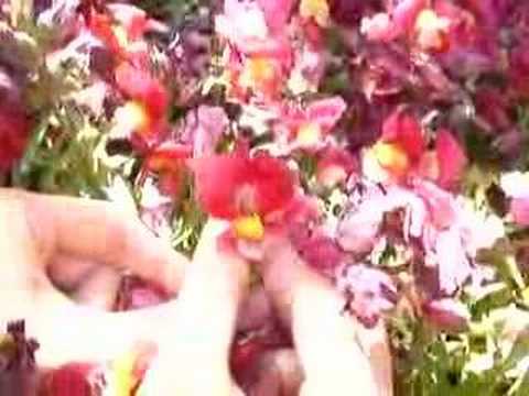 Talking Flower - YouTube
