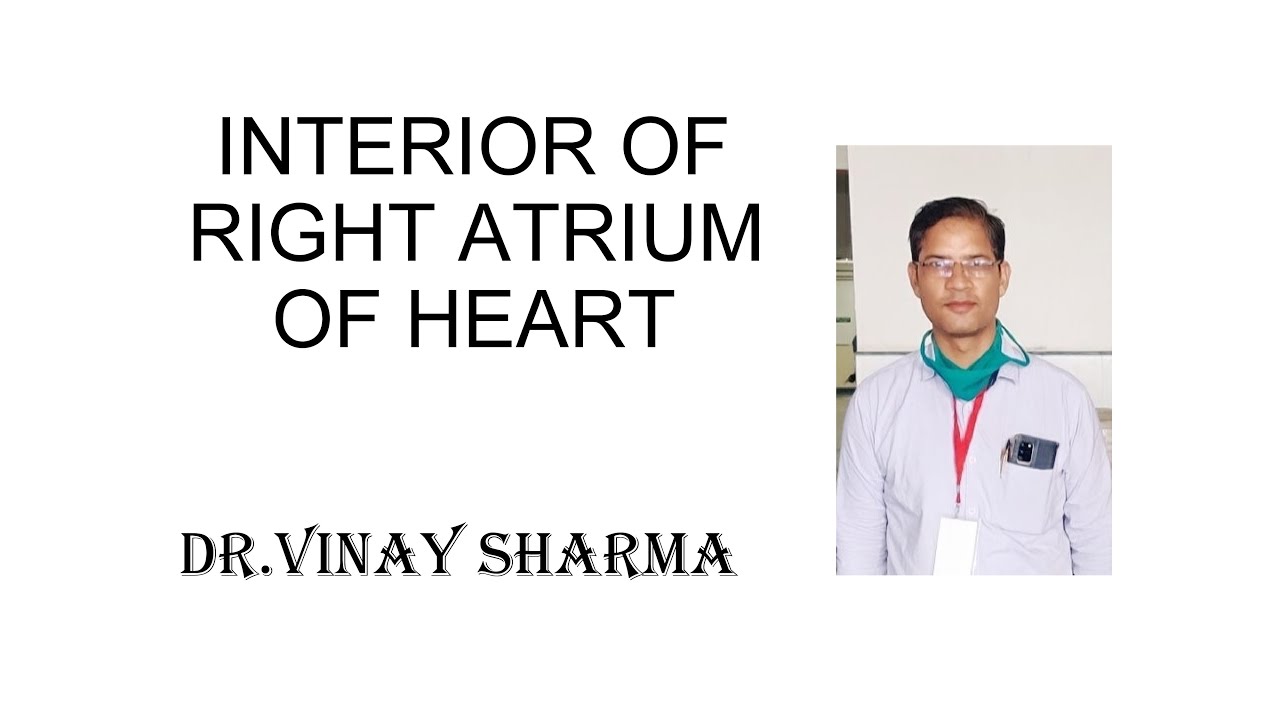 INTERIOR of RIGHT ATRIUM of HEART - YouTube