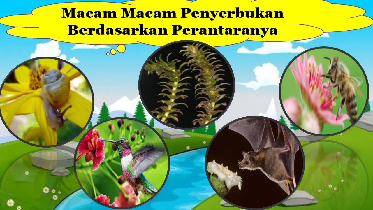 Macam Macam Penyerbukan Berdasarkan Perantaranya Tumbuh Tumbuhan