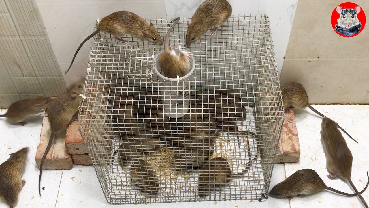 How to trap mice with grille 2020 | Homemade mouse traps - YouTube