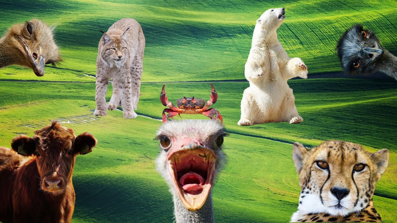 Learn about the lives of animals such as: dogs, bobcats, ostriches ...