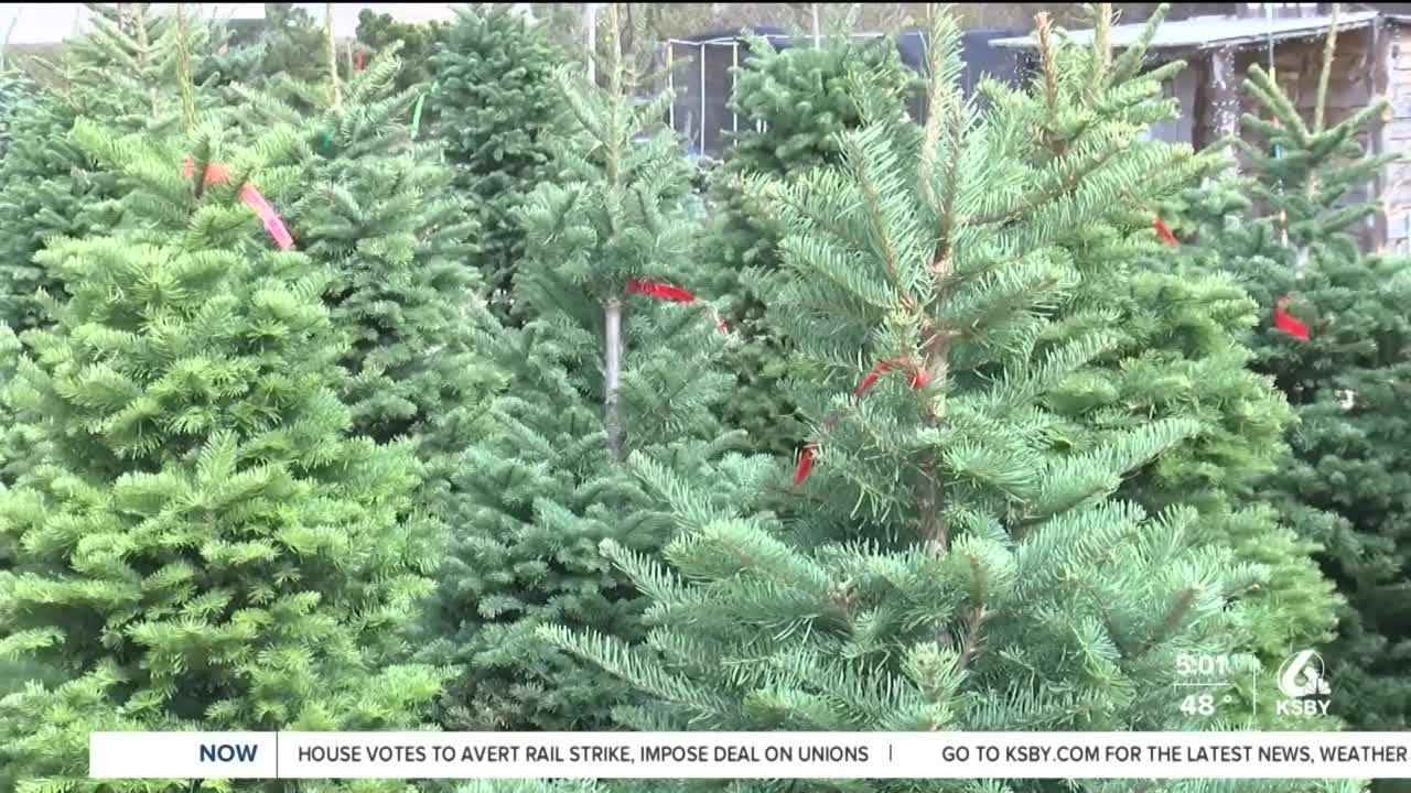 Christmas tree prices likely to be higher this year - YouTube