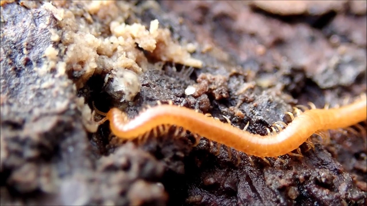 Gele aardkruiper (Geophilus flavus) - YouTube
