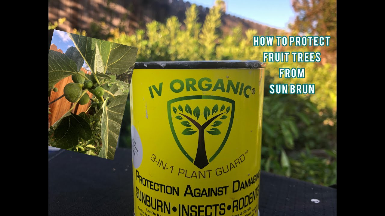 Why To Summer Prune Fruit Trees & Protect From Sunburn feat. NJCali ...