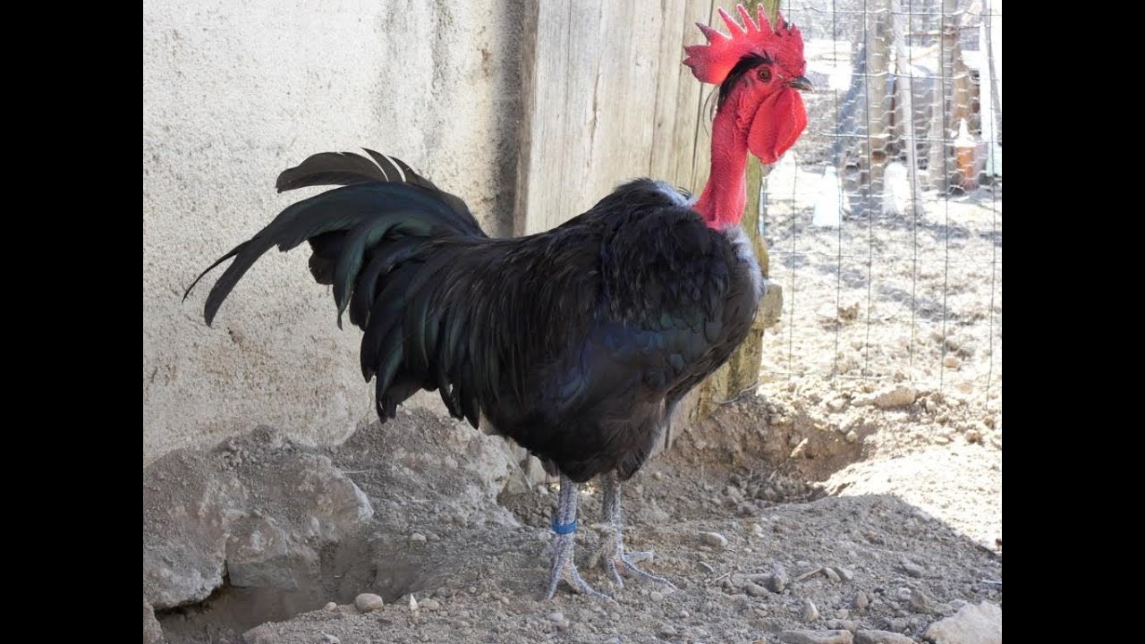 Gat Golas de transilvania 2020 - YouTube