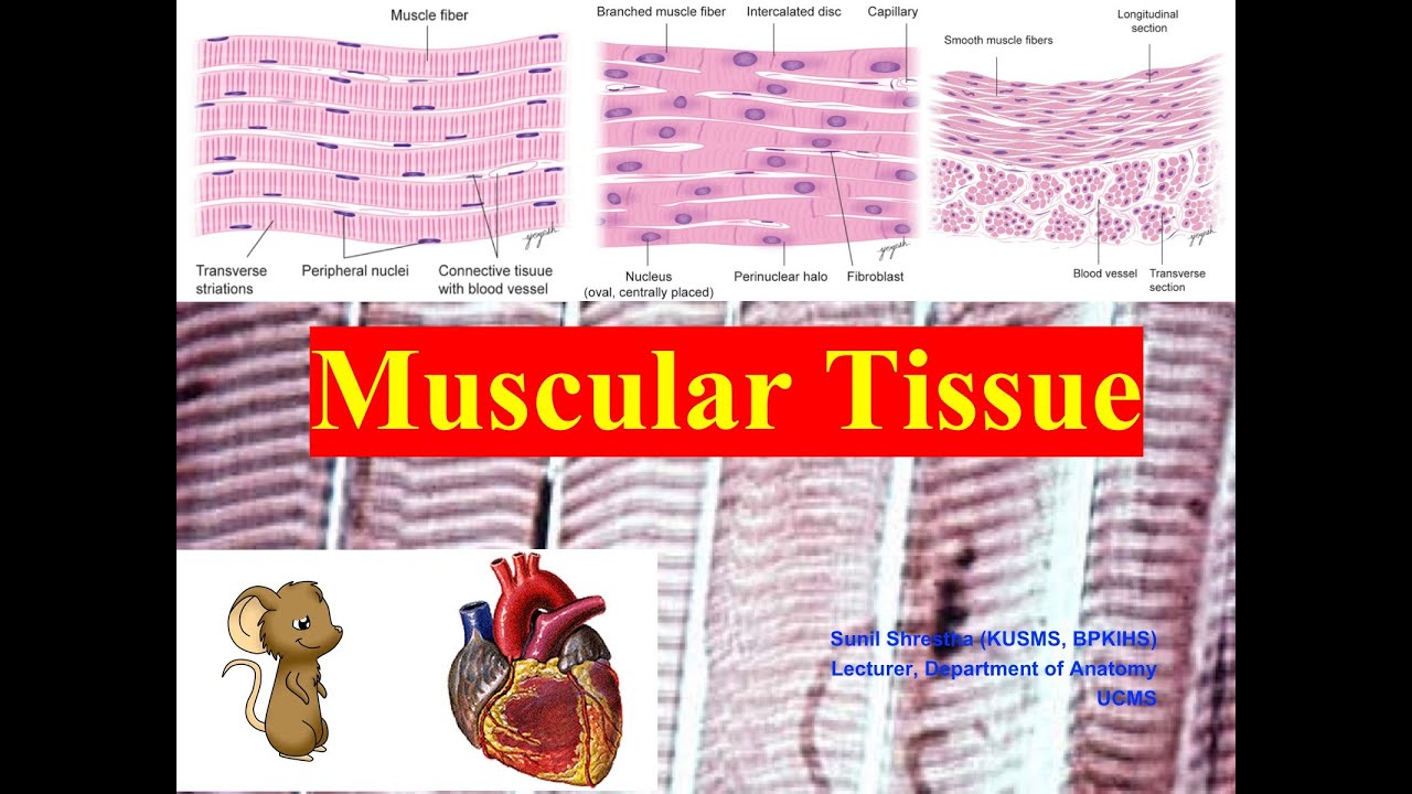Muscular tissue (Anatomy Shortcut channel) - YouTube