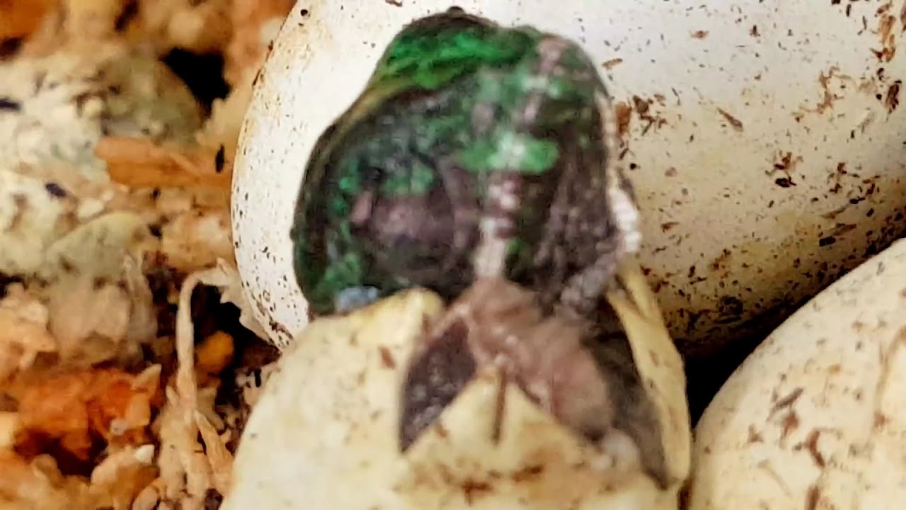Itsy Bitsy Baby Chameleon Hatching - YouTube