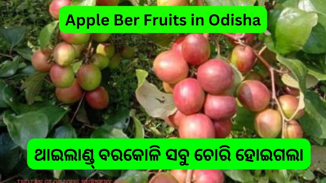 Apple Ber Fruits in Odisha 🦚ଥାଇଲାଣ୍ଡ୍ ବରକୋଳି ସବୁ ଚୋରି ହୋଇଗଲା🦚 # ...