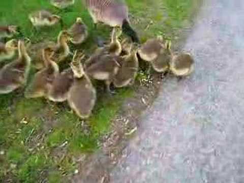 Baby geese - YouTube
