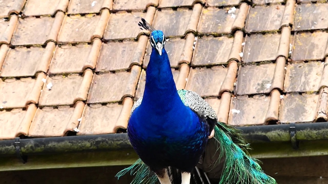 busbridge lakes godalming - YouTube