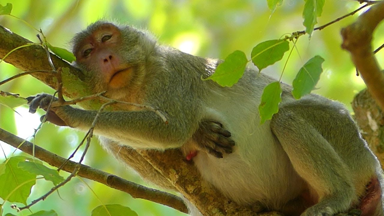 MG! Reach More Pitiful JANE Monkey Deeply Tired& Miserable In Mind& Try ...