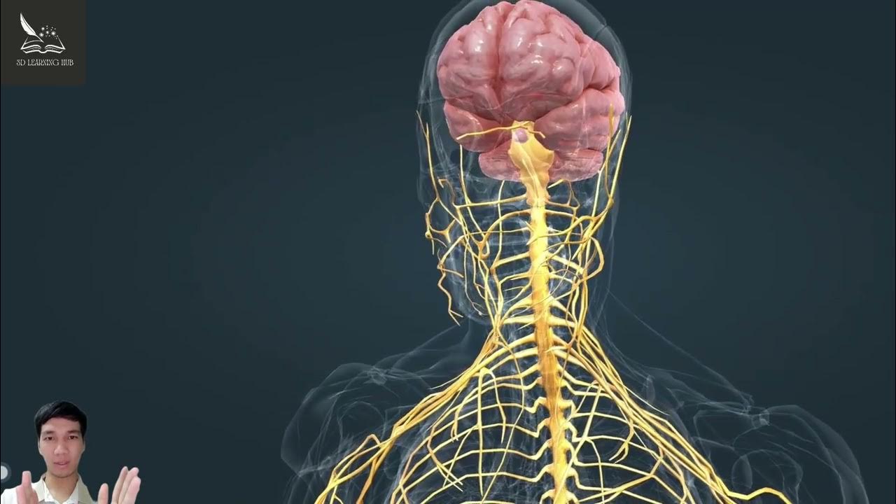 Unveiling the Male Body: A 3D Visual Guide - YouTube