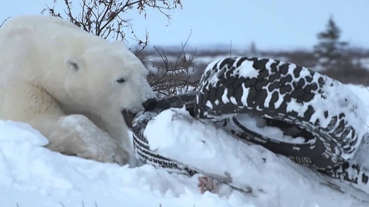 Hollywood Bear - YouTube