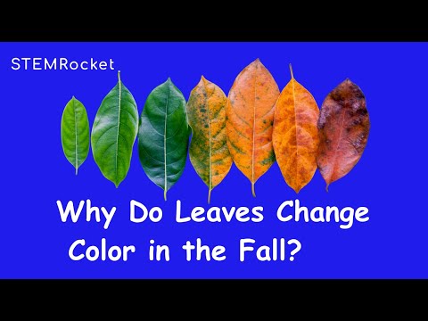 Why do leaves change color in the fall? - Chlorophyll - Kindergarten ...