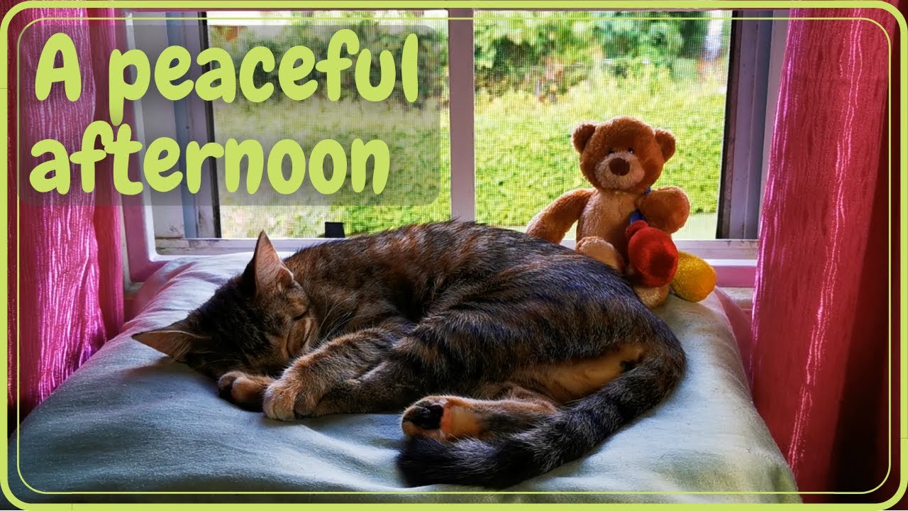 RELAX | A peaceful afternoon with Sunny the Cat [Relax, Study, Sleep ...