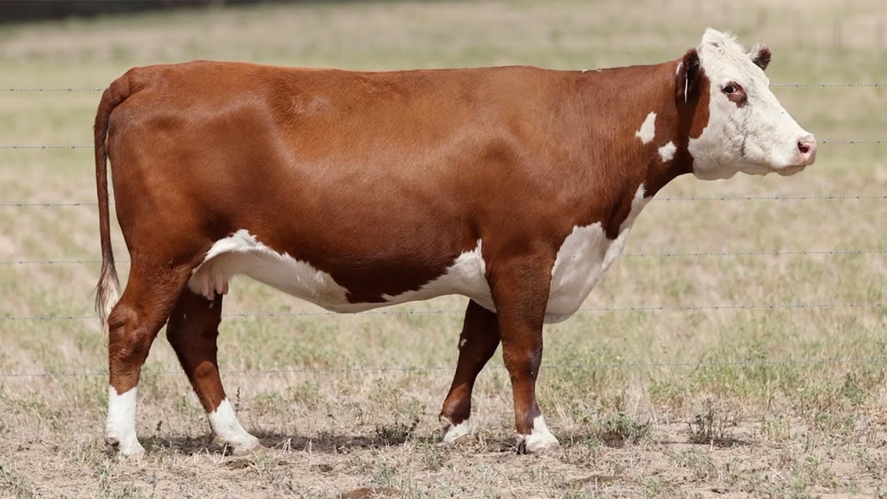 Lot 62 DAYQ013 Days Whiteface Mature Cow Dispersal 2025 - YouTube