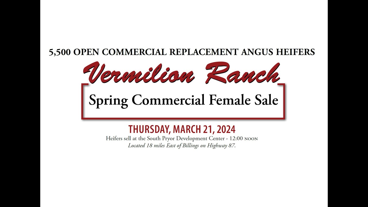 Vermilion Ranch Spring Commercial Female Sale - YouTube