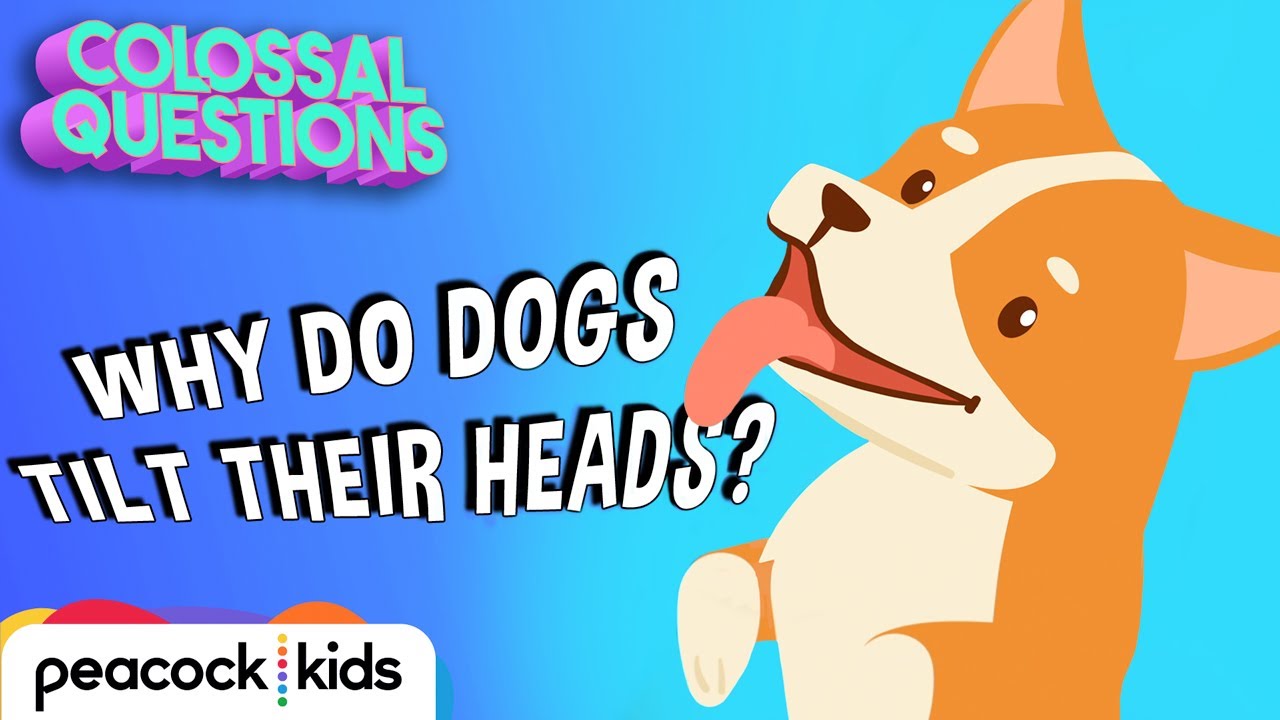 Why Do Dogs Tilt Their Head? | COLOSSAL QUESTIONS - YouTube
